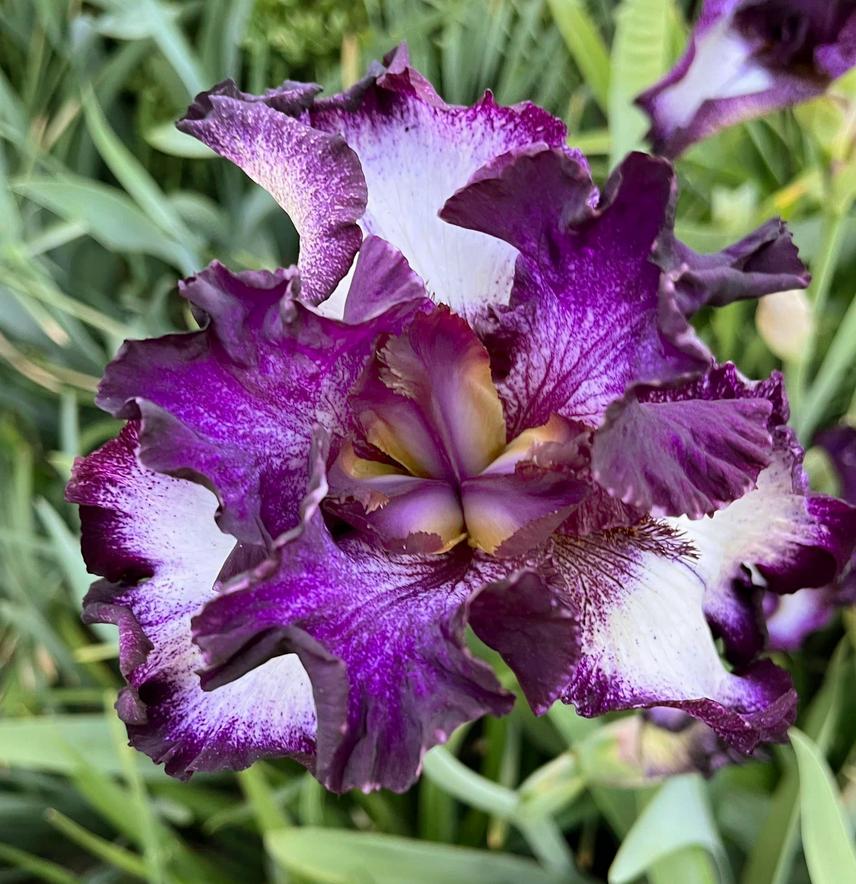 Photo of the bloom of Tall Bearded Iris (Iris 'A Grape Fit') posted by ...