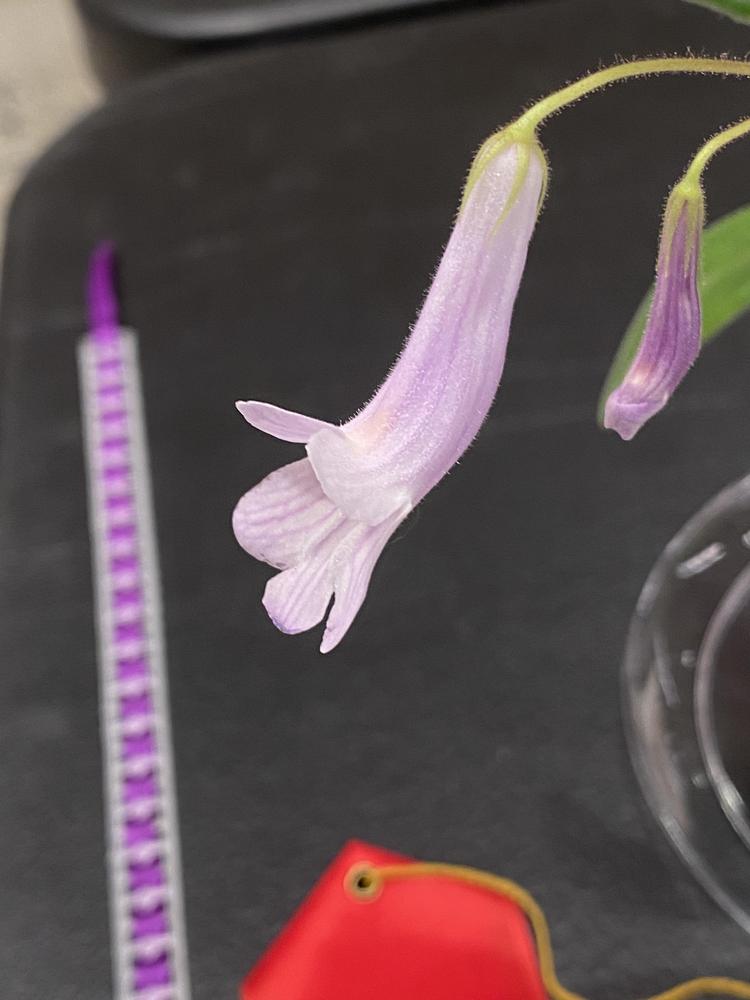 Chirita (Primulina longgangensis) - Garden.org