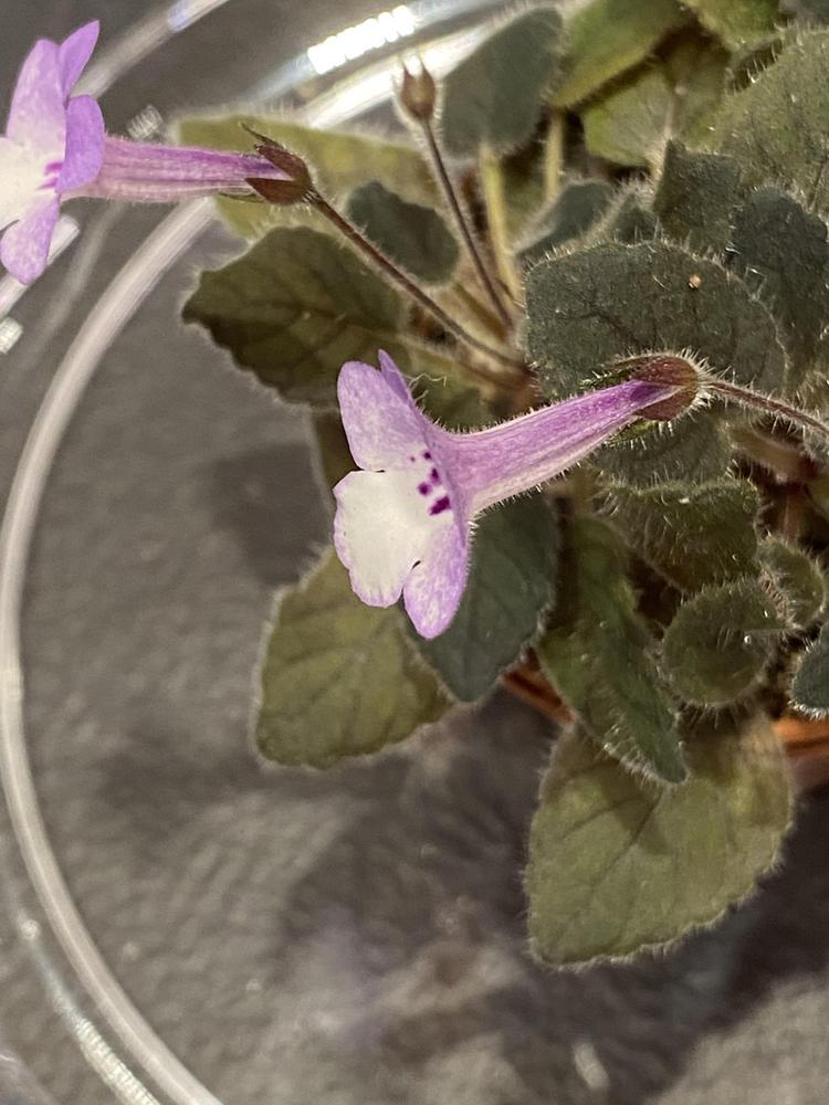 Photo of the bloom of Miniature Sinningia (Sinningia 'Freckles') posted ...