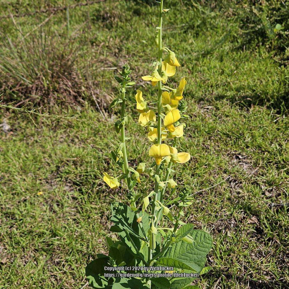 Photo of the entire plant of Showy Rattlebox (Crotalaria spectabilis ...