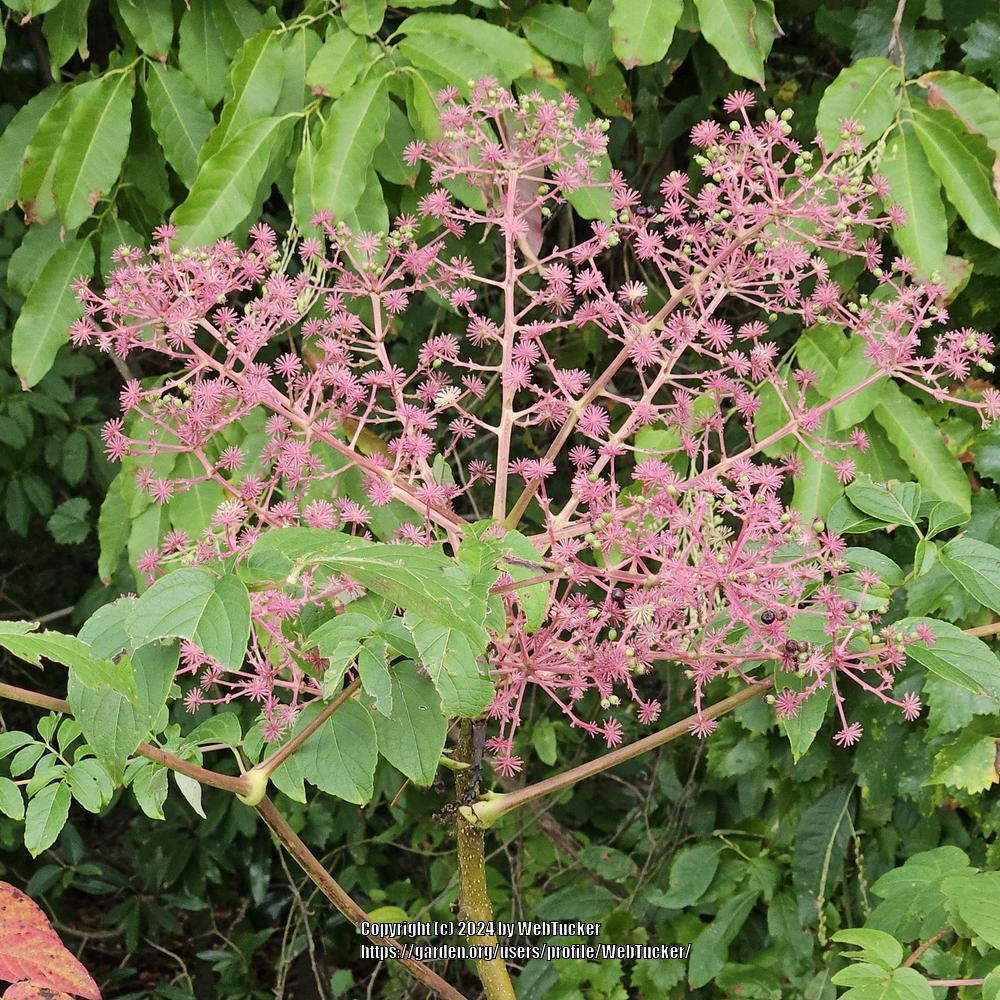 Photo of the bloom of Devil's Walking Stick (Aralia spinosa) posted by WebTucker - Garden.org