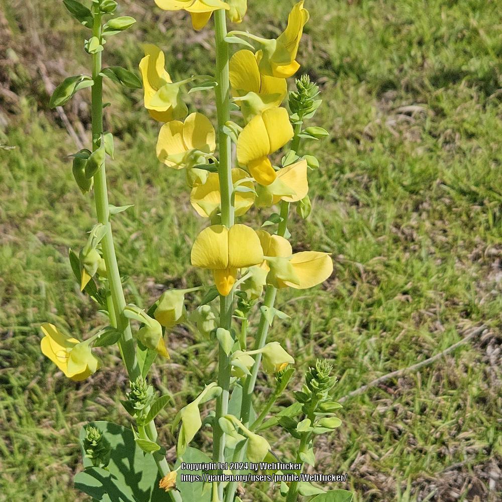 Photo of the bloom of Showy Rattlebox (Crotalaria spectabilis) posted ...