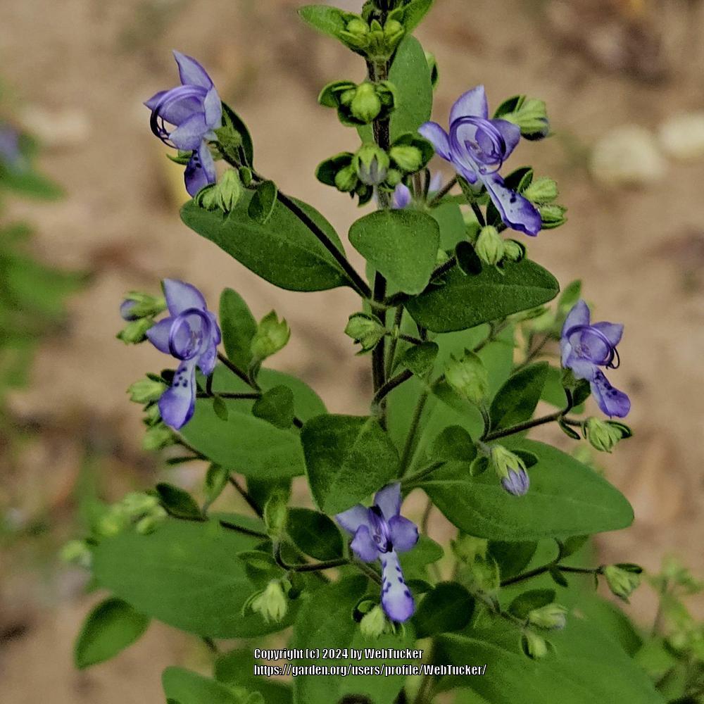 Forked Blue Curls (Trichostema dichotomum) - Garden.org