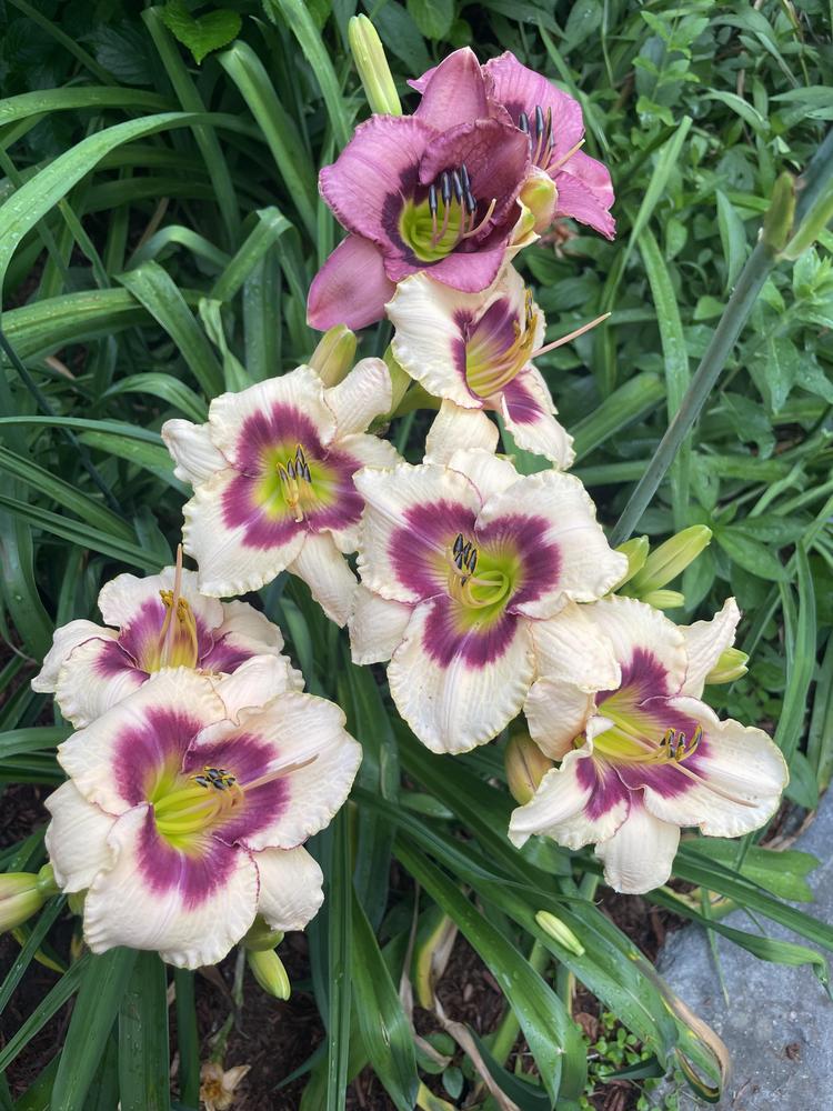 Photo of the bloom of Daylily (Hemerocallis 'Blueberry Candy') posted ...
