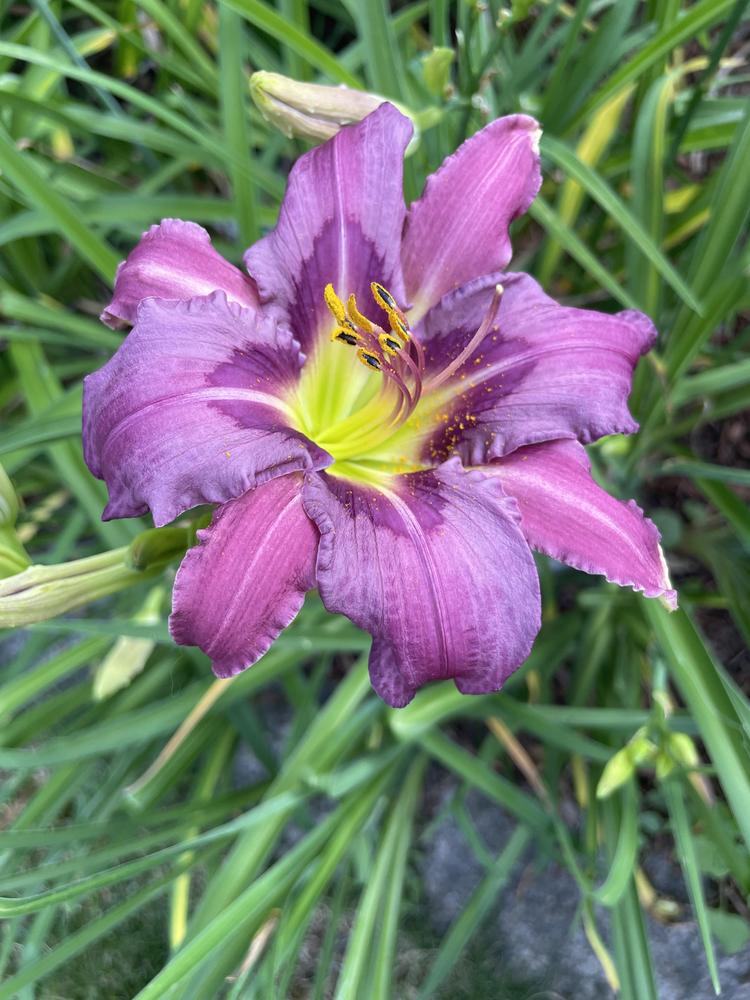 Daylily (Hemerocallis 'Blueberry Breakfast') in the Daylilies Database ...