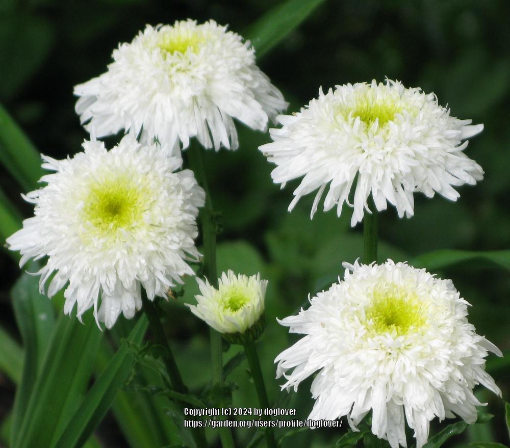 Photo of the bloom of Shasta Daisy (Leucanthemum x superbum 'Esther ...