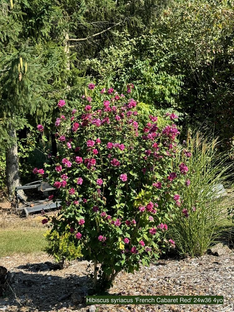 Red Hibiscus (Hibiscus syriacus First Editions® French Cabaret™) in the ...