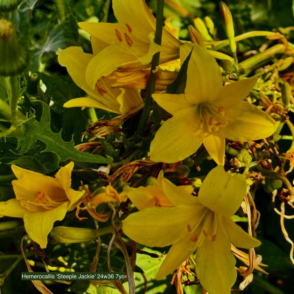 Photo of the bloom of Daylily (Hemerocallis 'Steeple Jackie') posted by ...