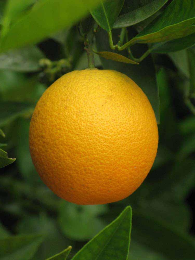 Valencia Orange Tree (Citrus x aurantium 'Campbell Valencia') in the ...