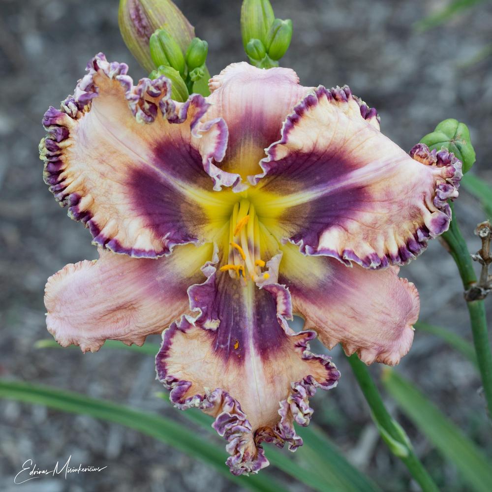 Photo of the bloom of Daylily (Hemerocallis 'Pete's Electric Blue ...