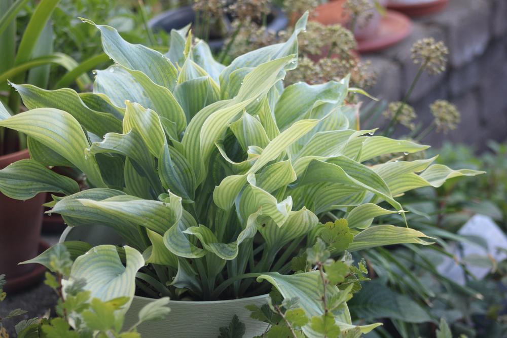 Hosta Shadowland® Diamond Lake in the Hostas Database - Garden.org