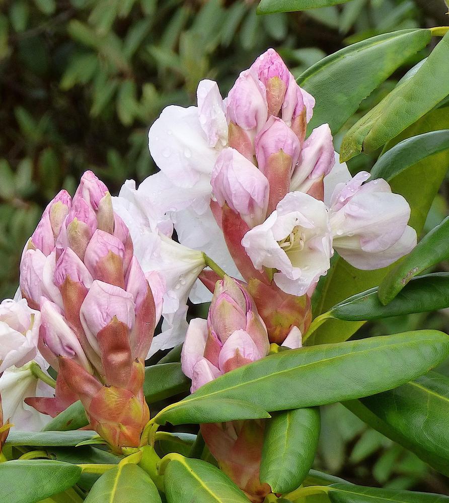Photo of the bloom of Rhododendron 'Cunningham's White' posted by ...