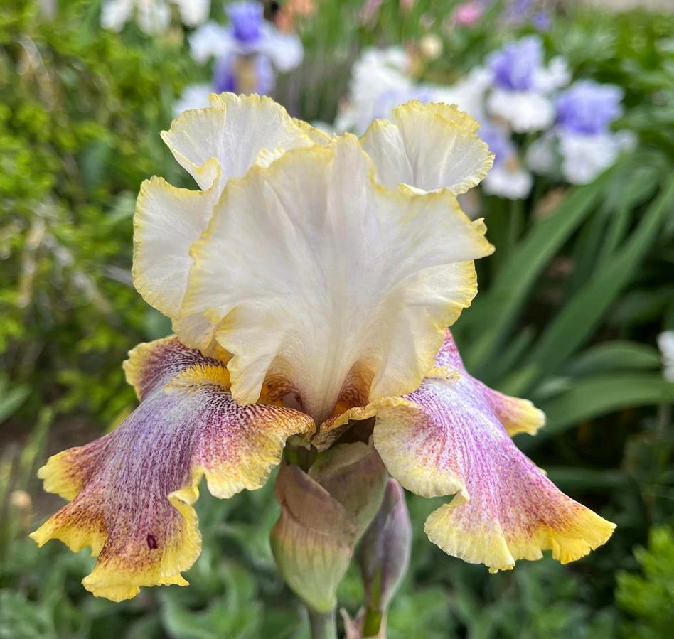 Photo of the bloom of Tall Bearded Iris (Iris 'Ring Around Rosie ...