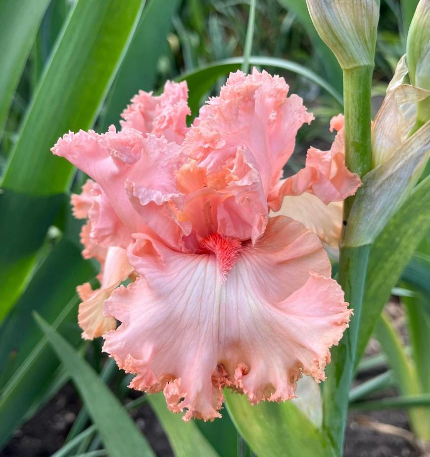 Photo of the bloom of Tall Bearded Iris (Iris 'She') posted by ...