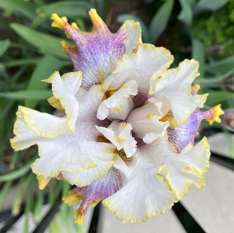 Photo of the bloom of Tall Bearded Iris (Iris 'Ring Around Rosie ...