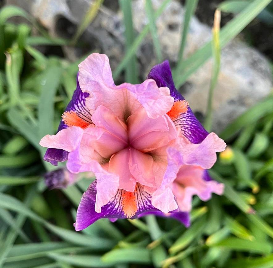 Photo of the bloom of Miniature Tall Bearded Iris (Iris 'I Feel ...