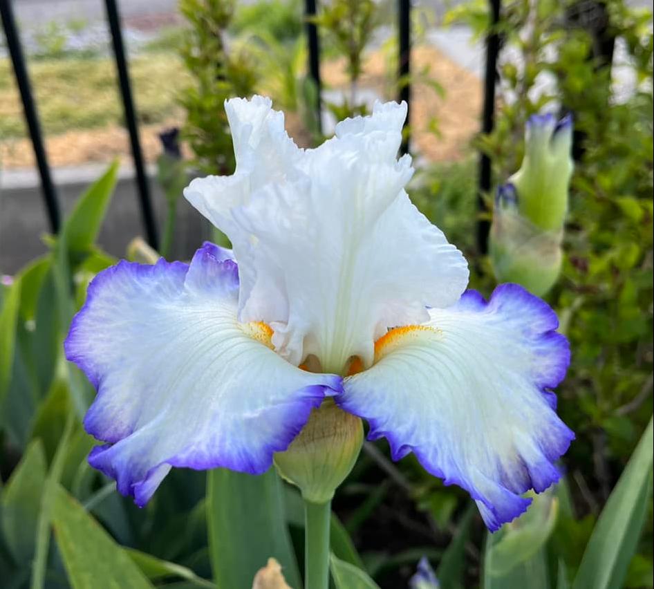 Photo of the bloom of Tall Bearded Iris (Iris 'Queen's Circle') posted ...