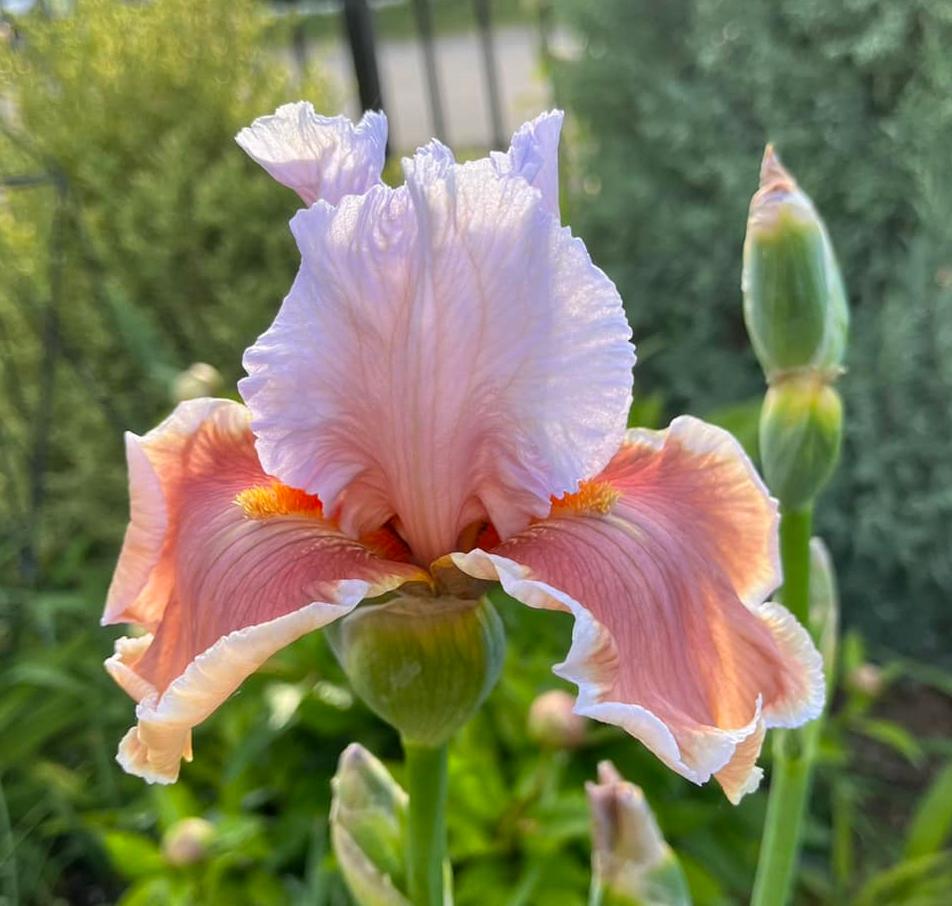 Photo of the bloom of Tall Bearded Iris (Iris 'Magharee') posted by MaryDurtschi - Garden.org