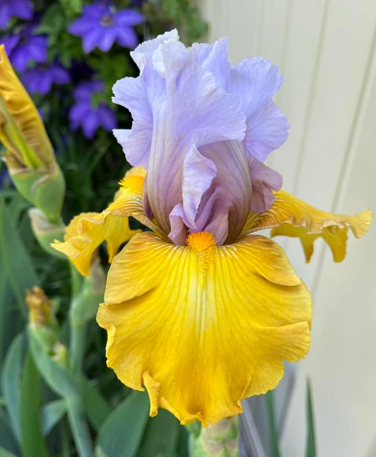 Photo of the bloom of Tall Bearded Iris (Iris 'Stay Stylish') posted by MaryDurtschi - Garden.org