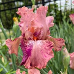 Tall Bearded Iris (Iris 'Nigerian Raspberry') in the Irises Database ...