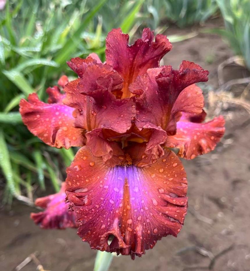 Photo of the bloom of Tall Bearded Iris (Iris 'Mad World') posted by ...