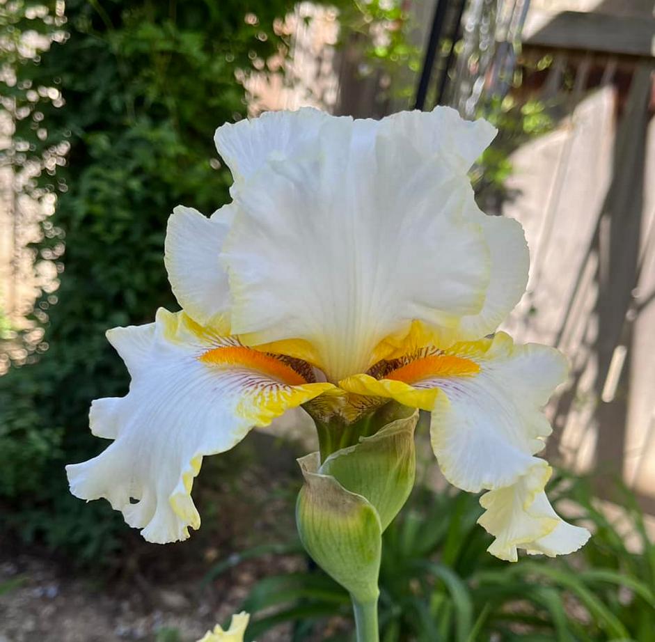 Photo of the bloom of Tall Bearded Iris (Iris 'Goldkist') posted by MaryDurtschi - Garden.org