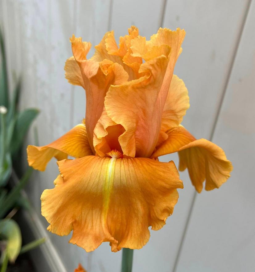 Photo of the bloom of Tall Bearded Iris (Iris 'Orange Splash') posted ...