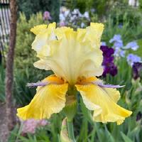 Photo of the bloom of Tall Bearded Iris (Iris 'Offa Chart') posted by MaryDurtschi - Garden.org