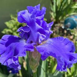 Tall Bearded Iris (Iris 'Sea Power') in the Irises Database - Garden.org