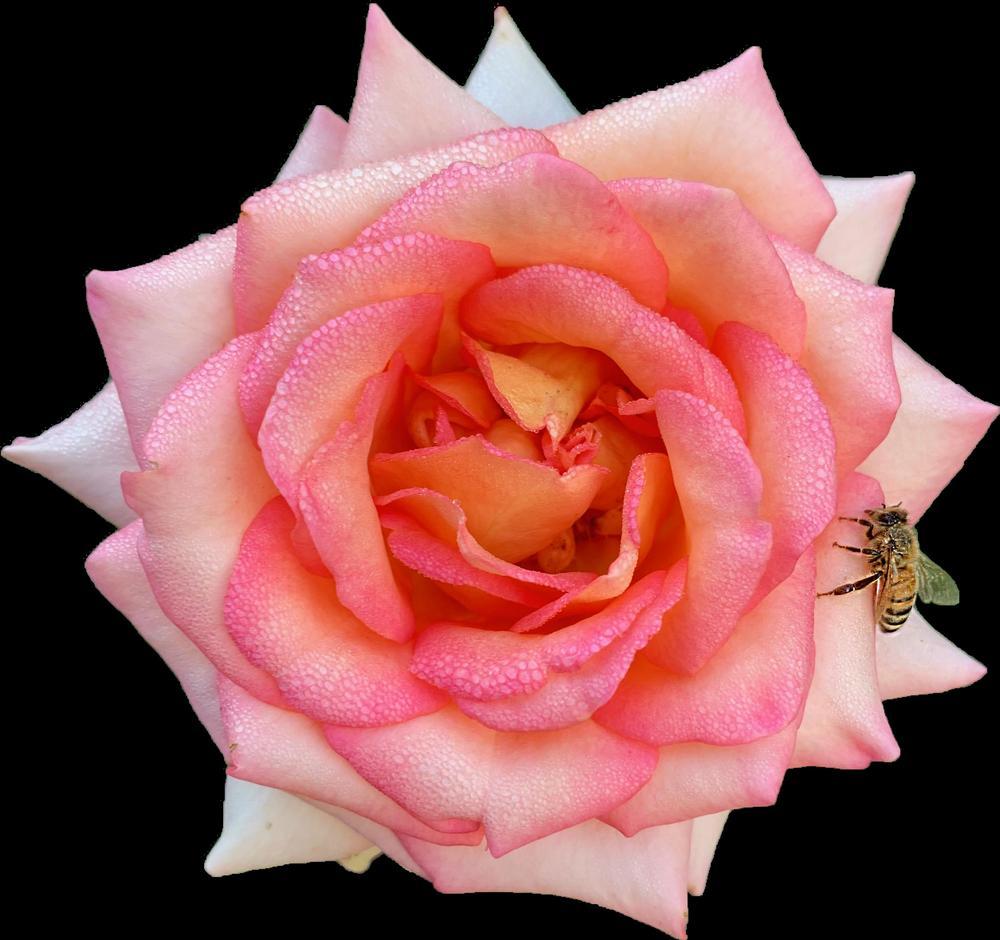 Photo of the bloom of Rose (Rosa 'Fantasia Mondiale') posted by Mike ...