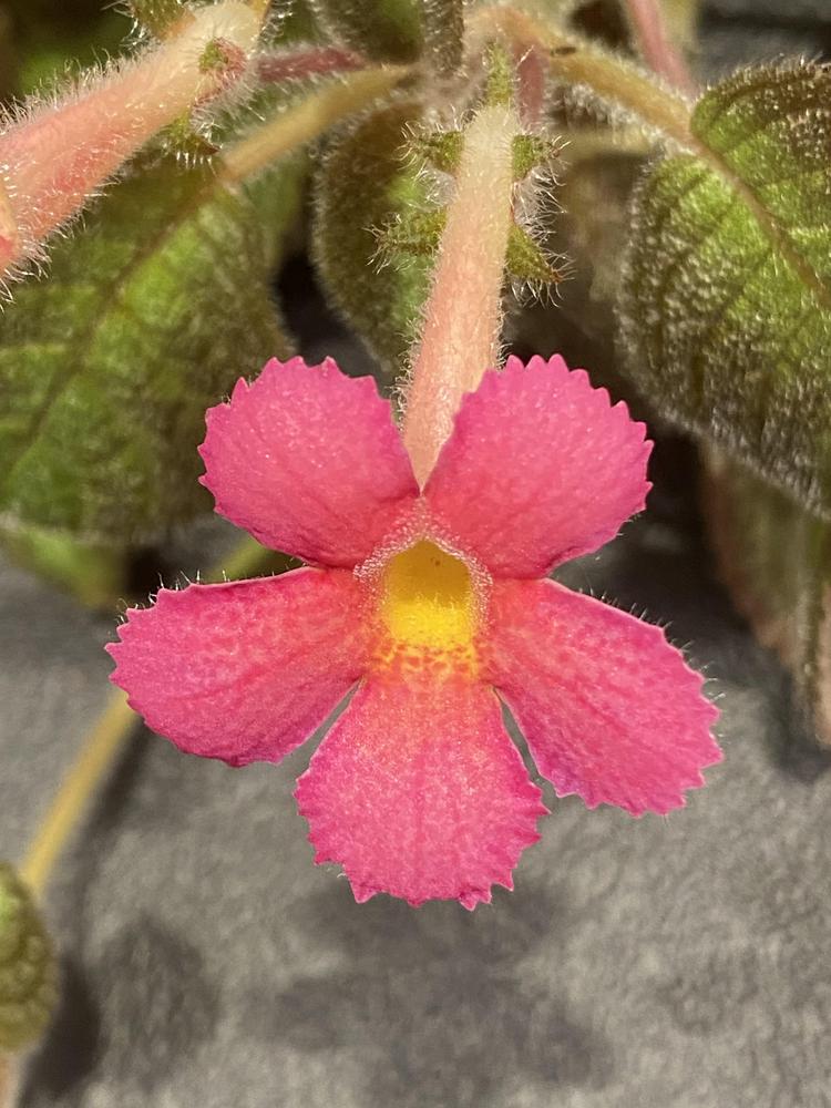 Photo of the bloom of Episcia (Episcia cupreata 'Pink Panther') posted ...
