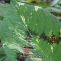 Photo of the leaves of Variegated Knotweed (Persicaria virginiana ...