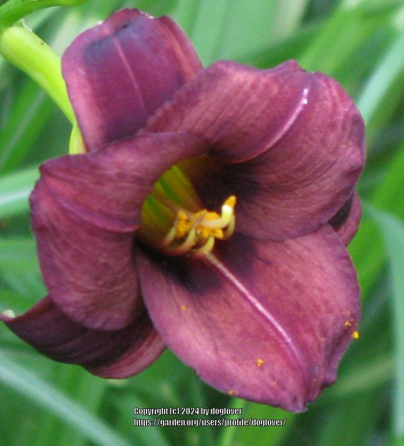 Photo of the bloom of Daylily (Hemerocallis 'Little Grapette') posted ...