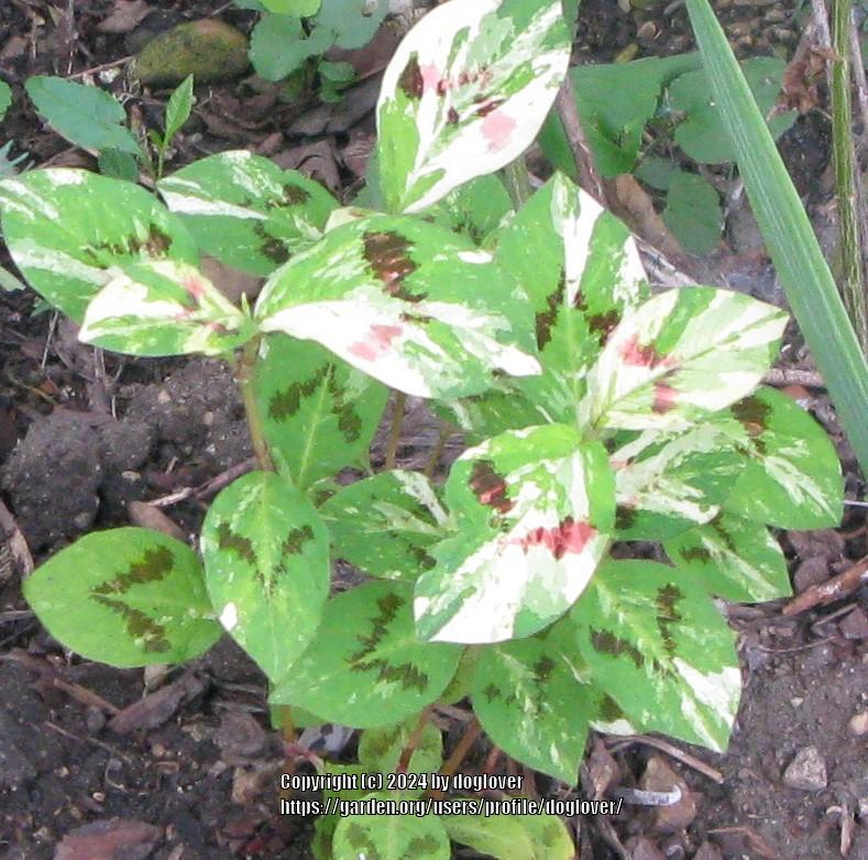 Photo of the leaves of Variegated Knotweed (Persicaria virginiana ...