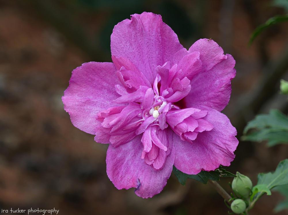 Photo of the bloom of Althea (Hibiscus syriacus Raspberry Smoothie ...