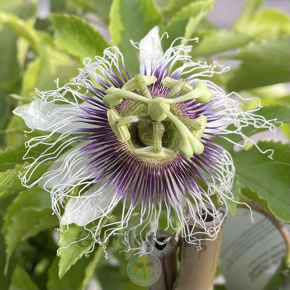 Photo of the bloom of Passiflora edulis 'Possum Purple' posted by ...