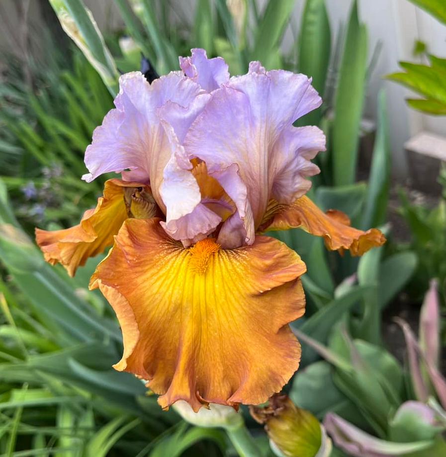 Photo of the bloom of Tall Bearded Iris (Iris 'Instant Attraction ...
