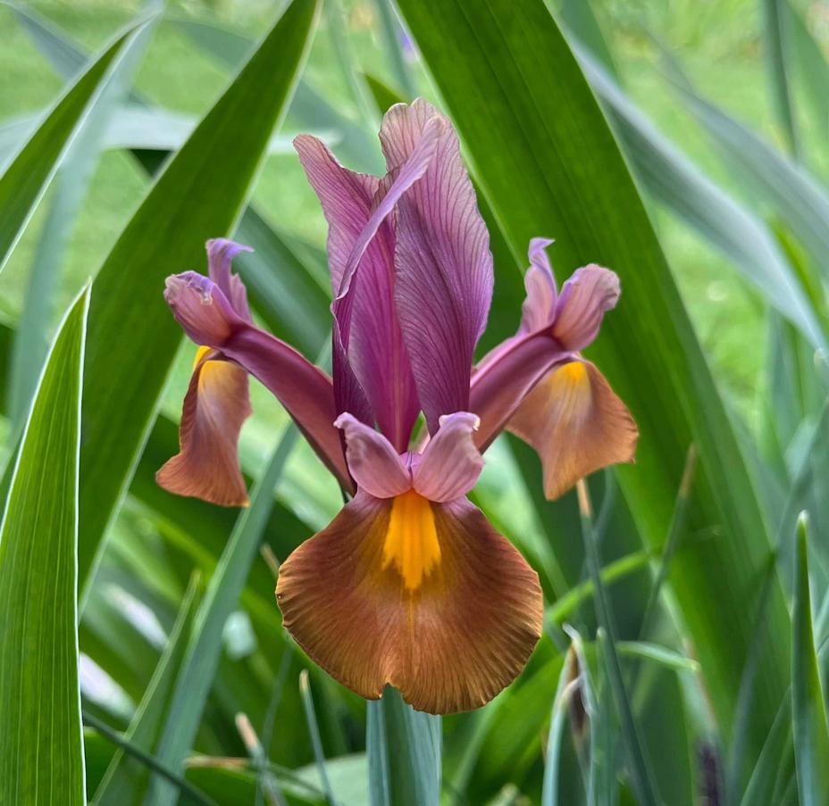 Photo of the bloom of Dutch Iris (Iris x hollandica 'Red Ember') posted ...
