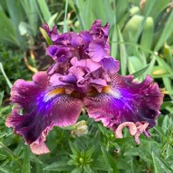 Tall Bearded Iris (Iris 'Electric Candy') in the Irises Database - Garden.org