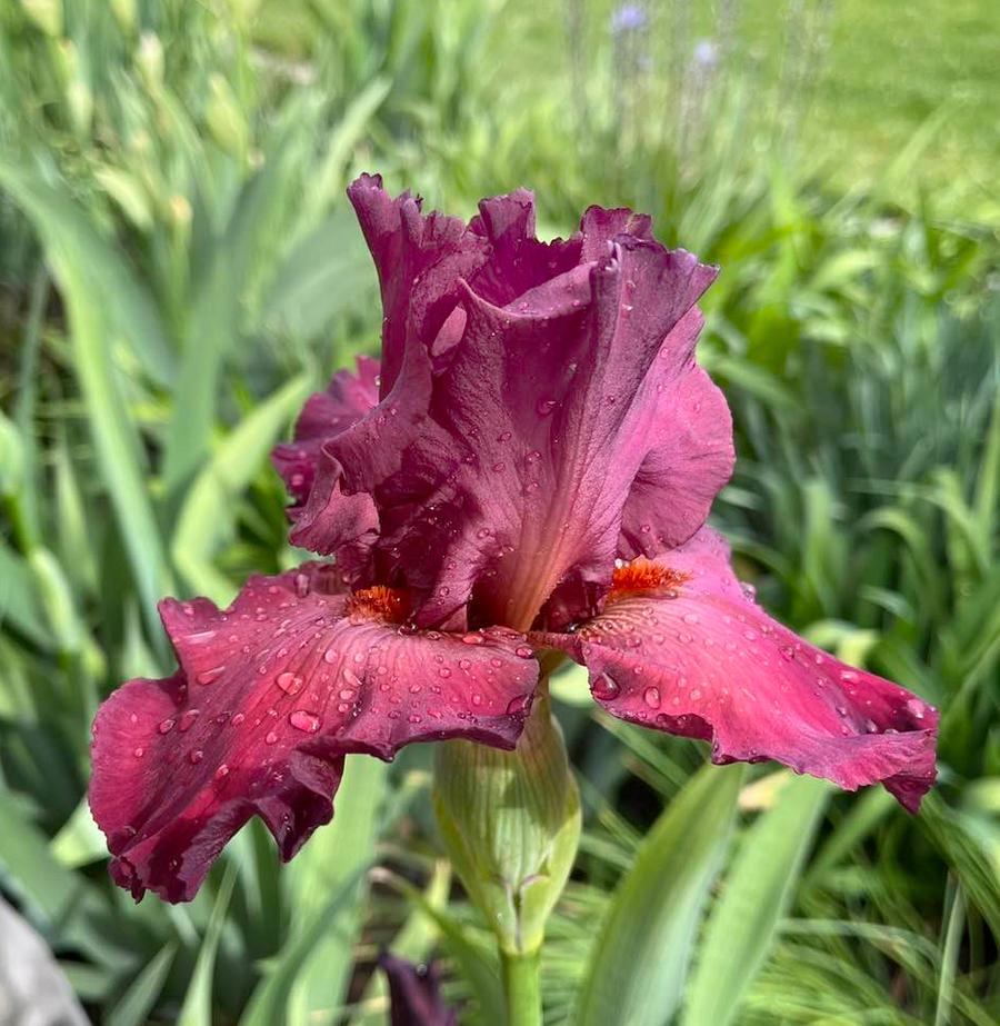 Photo of the bloom of Tall Bearded Iris (Iris 'Lady Friend') posted by ...