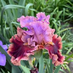 Tall Bearded Iris (Iris 'Gem Trader') in the Irises Database - Garden.org