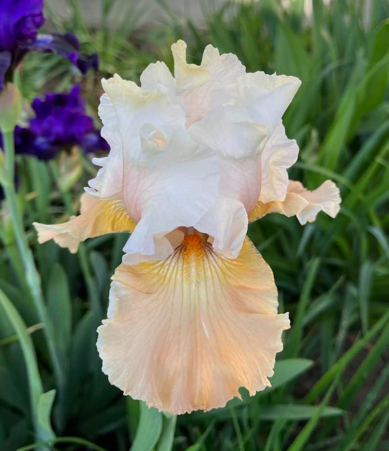 Photo of the bloom of Tall Bearded Iris (Iris 'Champagne Elegance') posted by MaryDurtschi ...