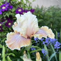 Photo of the bloom of Tall Bearded Iris (Iris 'Hello Darling') posted ...