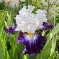 Photo of the bloom of Tall Bearded Iris (Iris 'Dancing Star') posted by ...
