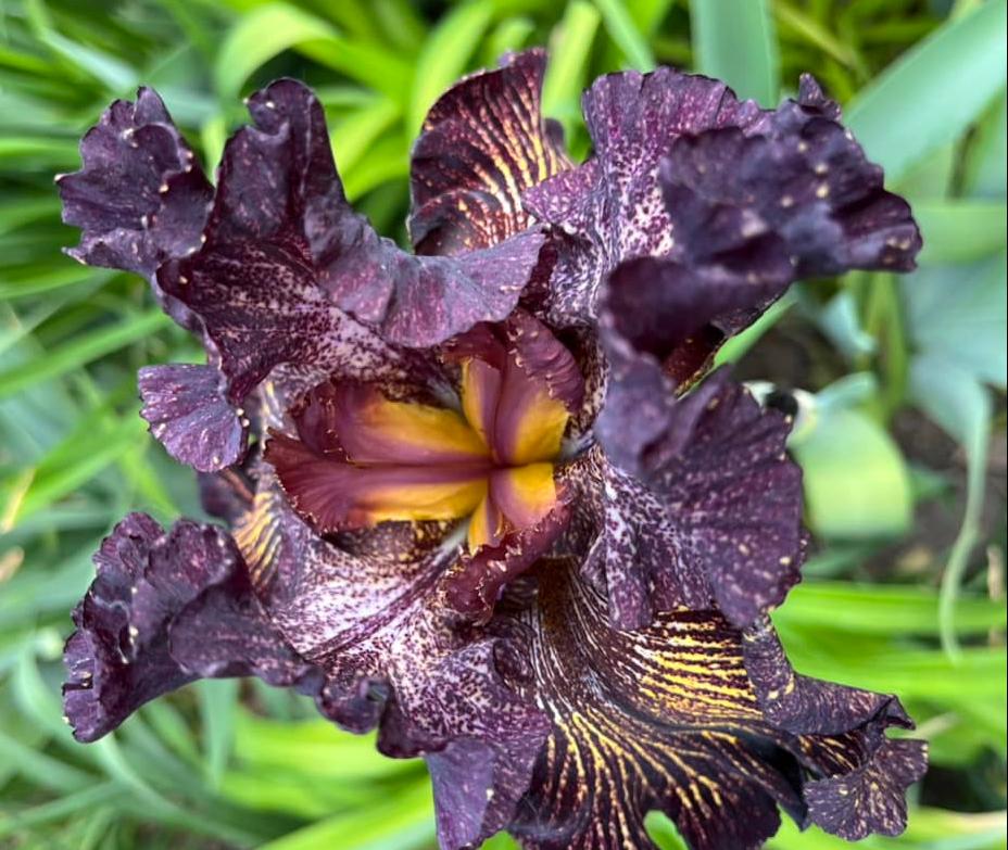 Photo of the bloom of Tall Bearded Iris (Iris 'Dark Energy') posted by ...