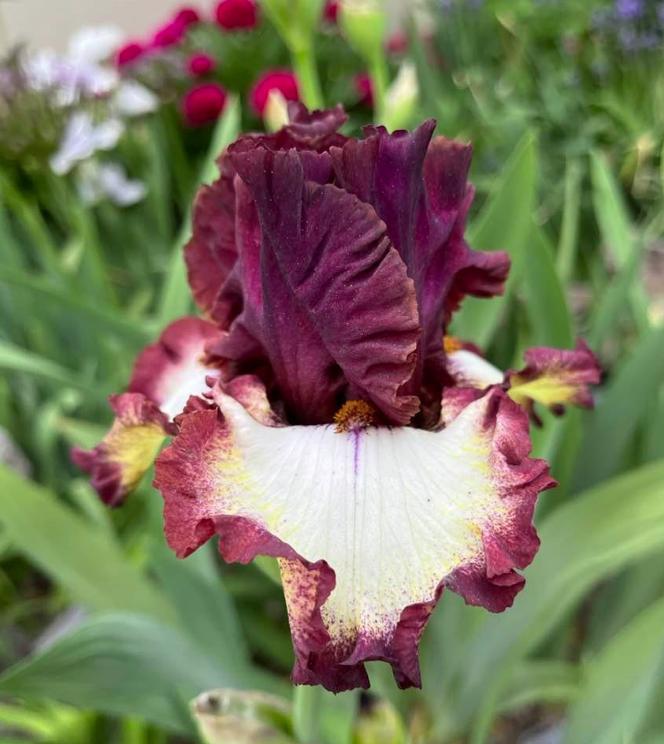 Photo of the bloom of Tall Bearded Iris (Iris 'Class Ring') posted by ...