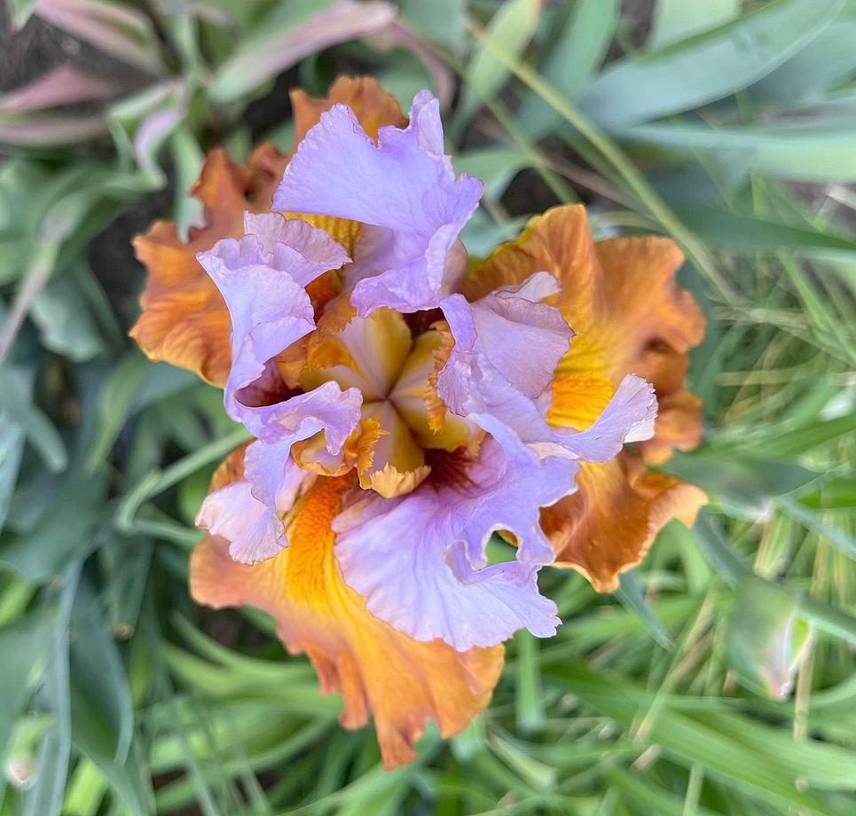 Photo of the bloom of Tall Bearded Iris (Iris 'Instant Attraction ...
