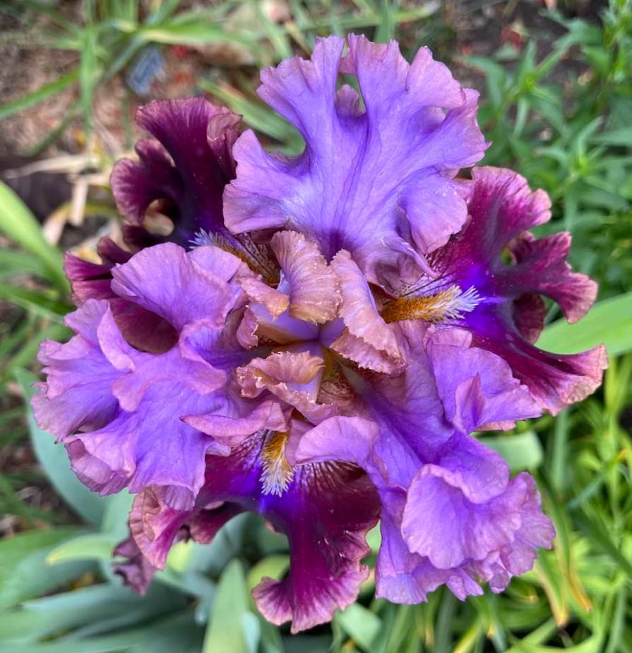 Photo of the bloom of Tall Bearded Iris (Iris 'Electric Candy') posted ...