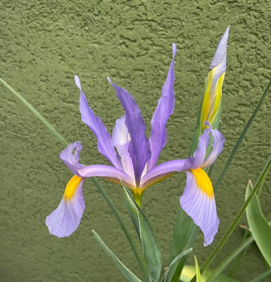 Photo of the bloom of Dutch Iris (Iris x hollandica 'Pink Panther ...