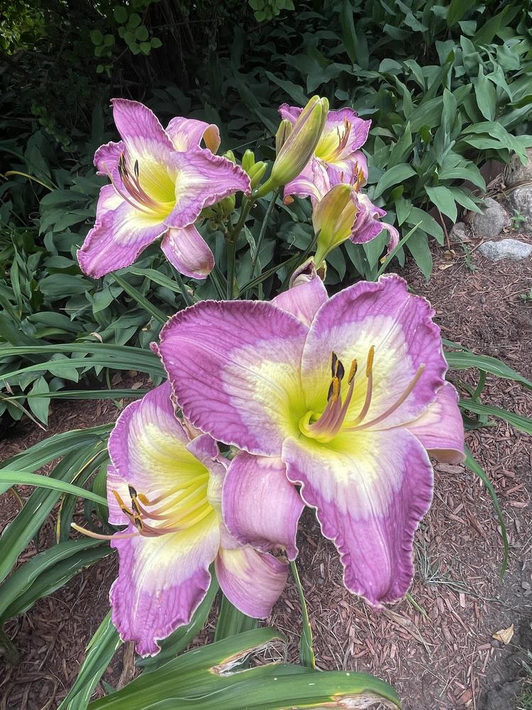 Photo of the bloom of Daylily (Hemerocallis 'Chinese Scribe') posted by ...